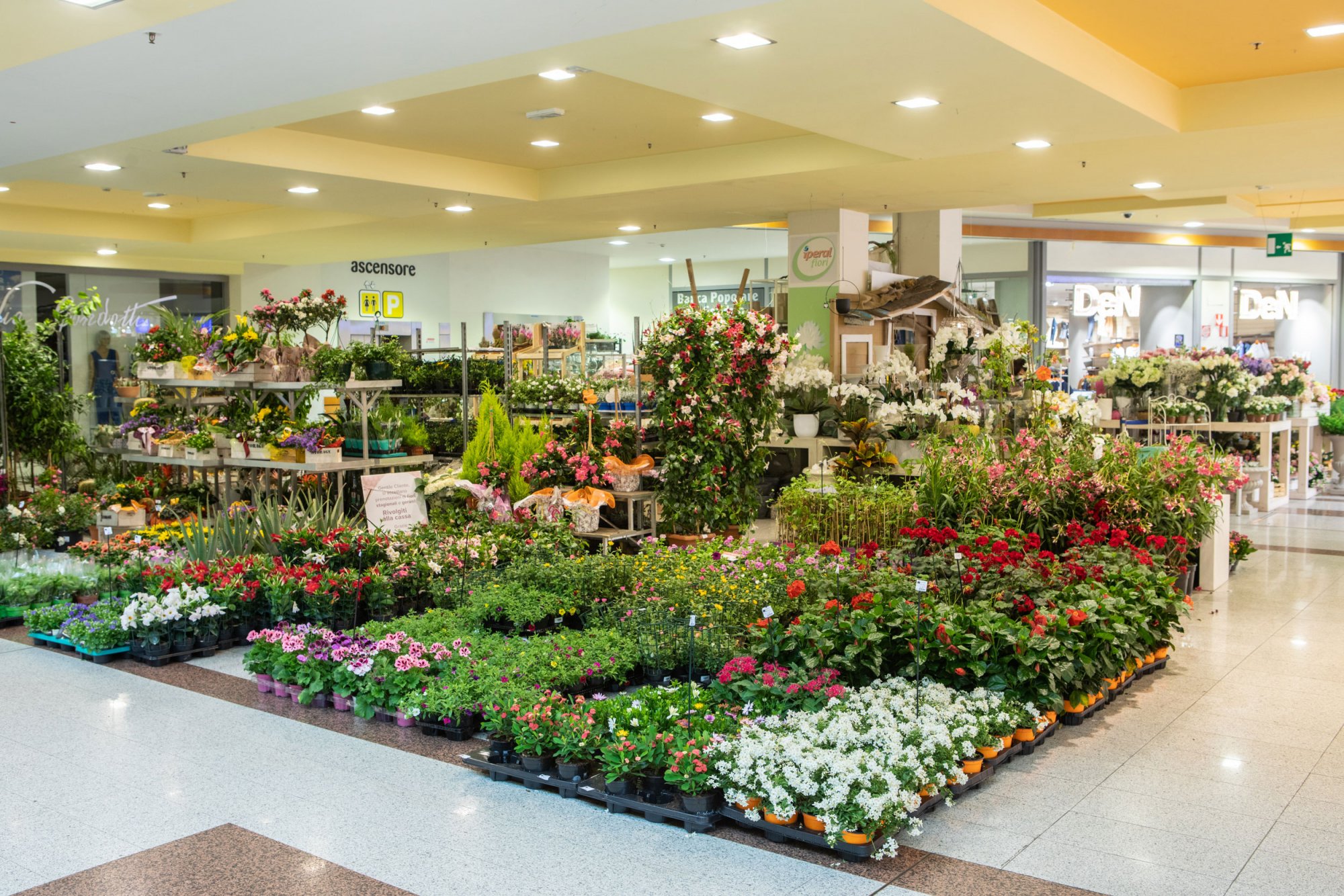 Iperal Fiori | Centro Fuentes